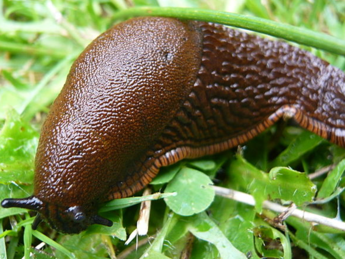 Comment éloigner limaces, oiseaux et guêpes de nos récoltes ...